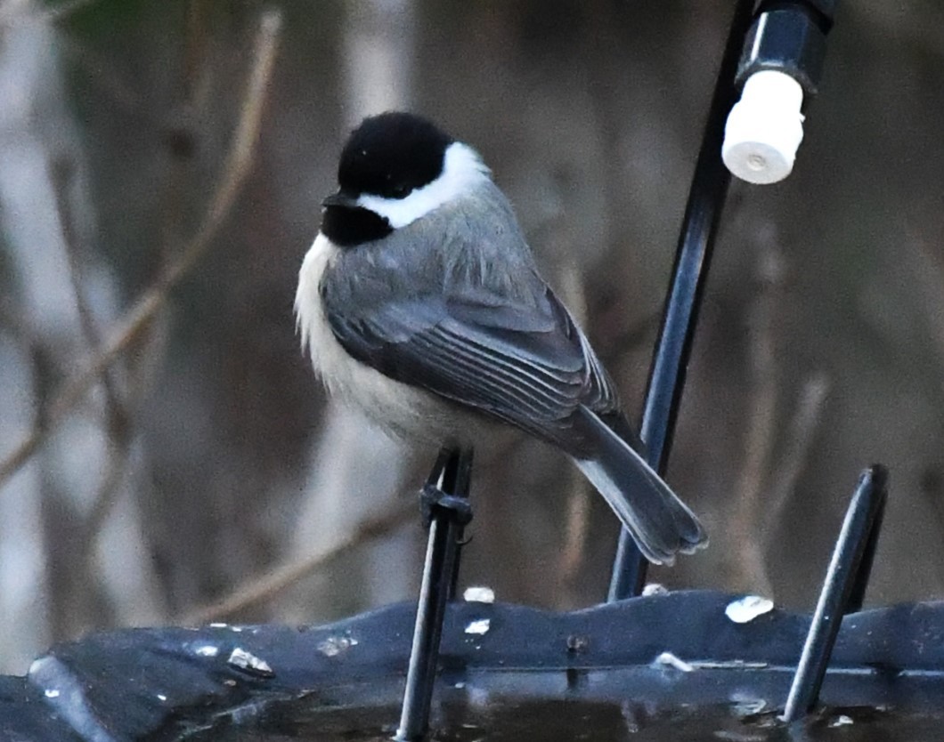eBird Checklist - 17 Jan 2025 - Home, Kitty Hawk Bay Dr., Colington ...