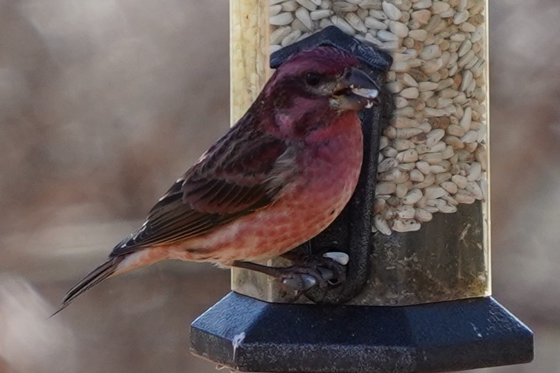 eBird Checklist - 17 Jan 2025 - Henry's place - 10 species