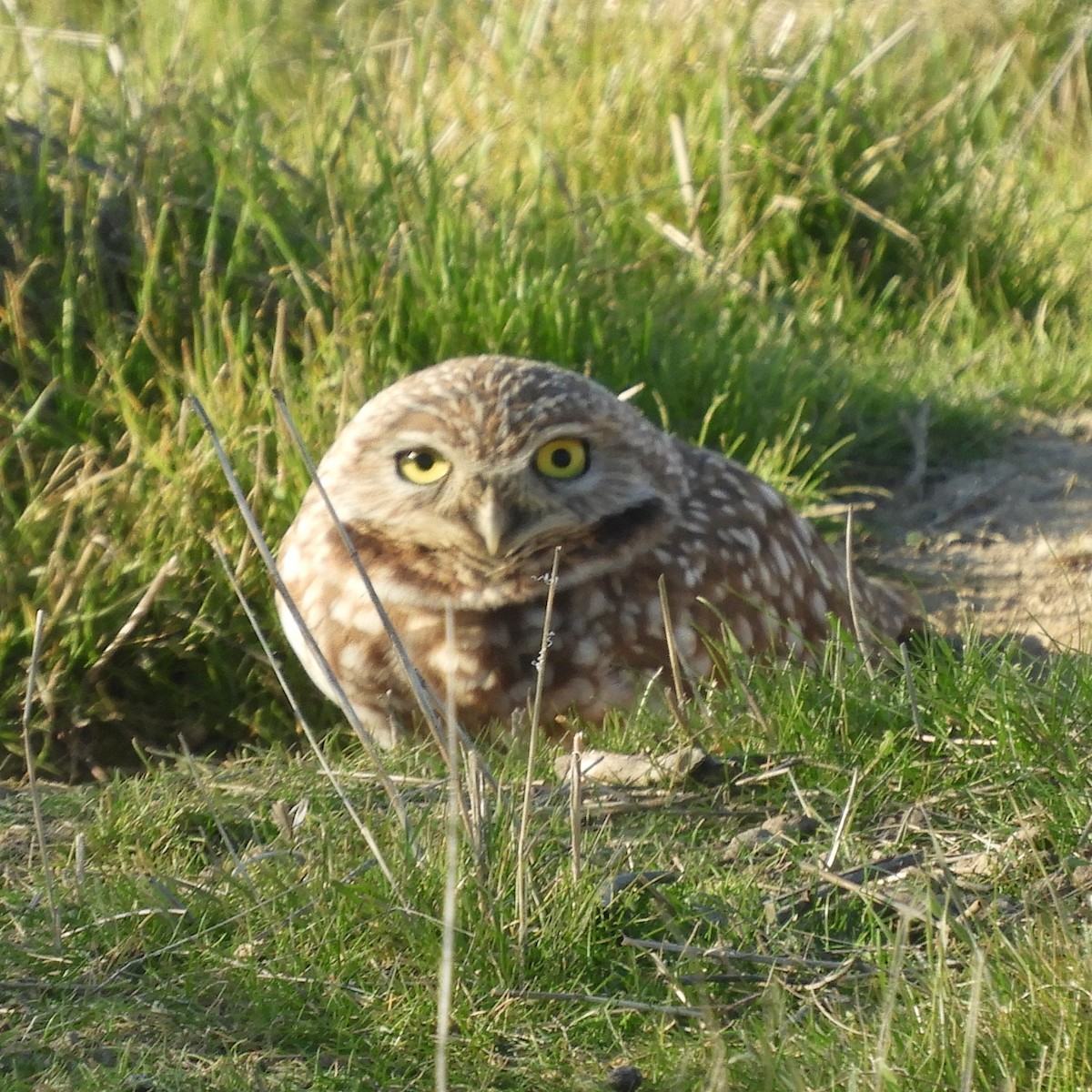 eBird Checklist - 17 Jan 2025 - Merced NWR (Please use a more specific ...