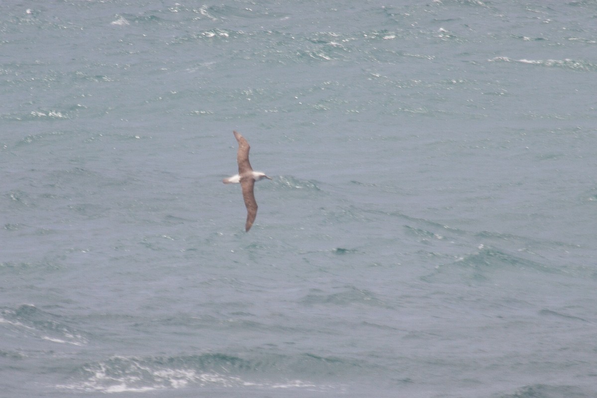 eBird Checklist - 18 Jan 2025 - Mistral Point, Maroubra - 19 species ...