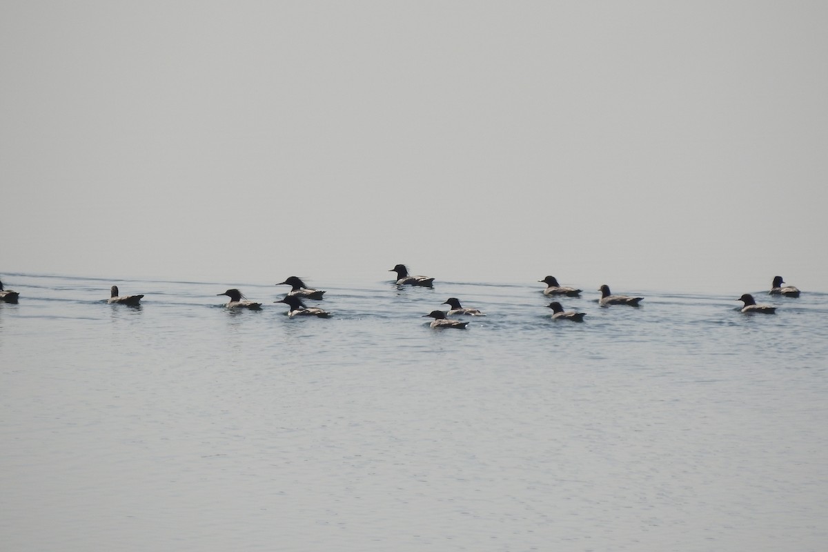 eBird Checklist - 18 Jan 2025 - 天溪湖(Tianxi Lake) - 1 species