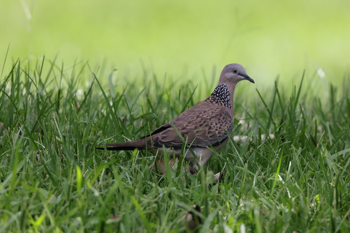 eBird Checklist - 22 Dec 2024 - Cairns Esplanade - 48 species