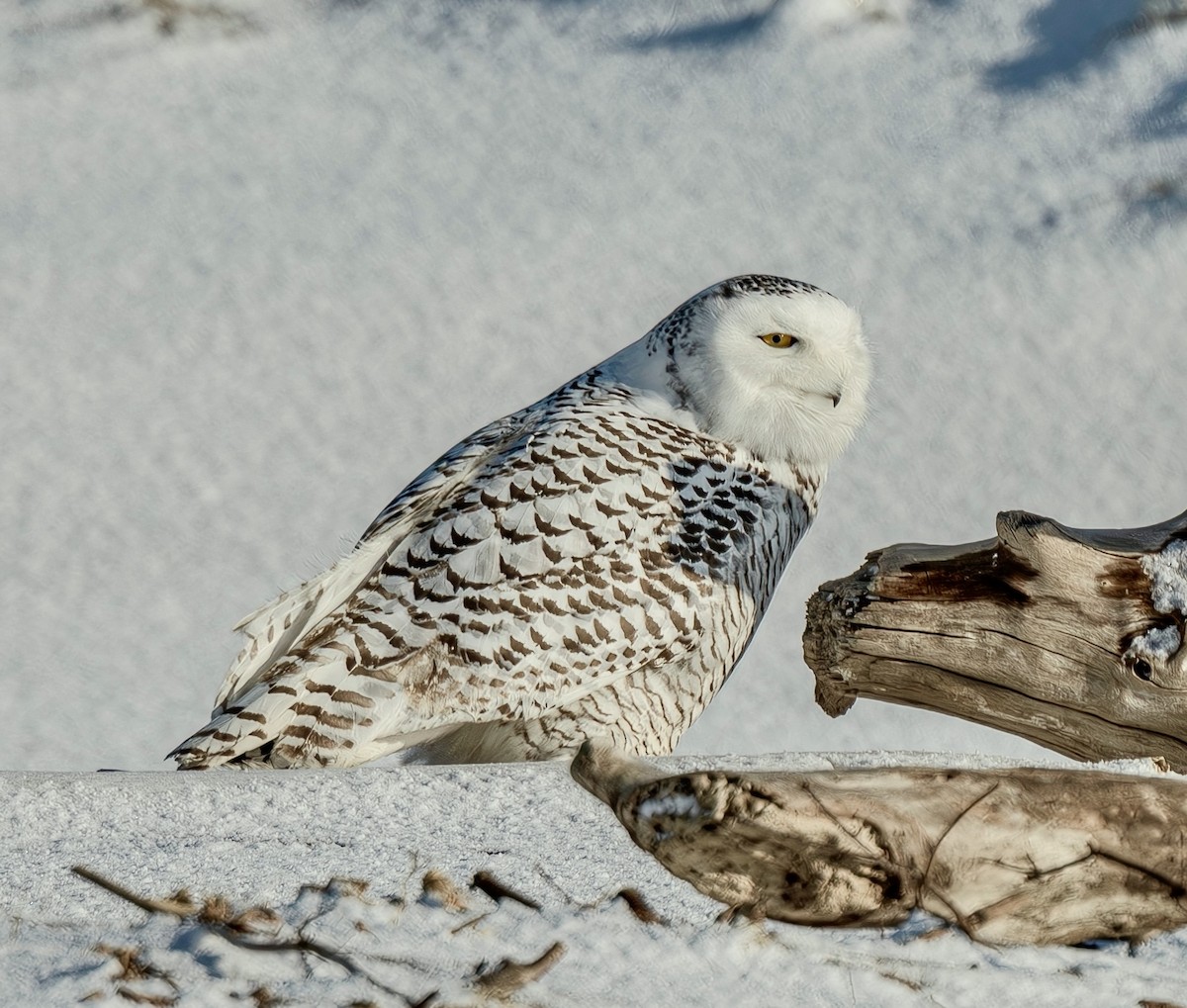 eBird Checklist - 17 Jan 2025 - Presque Isle SP--Gull Pt. - 8 species (+1 other taxa)