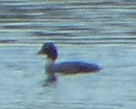 eBird Checklist - 11 Jan 2025 - Santa Margarita Ranch (LTC 079 ...