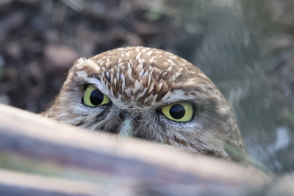 eBird Checklist - 17 Jan 2025 - Turri Road - 12 species