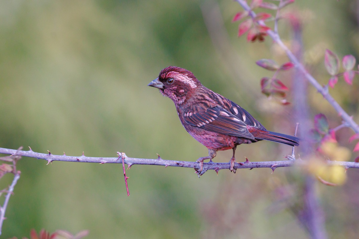 ML629275846 - Spot-winged Rosefinch - Macaulay Library