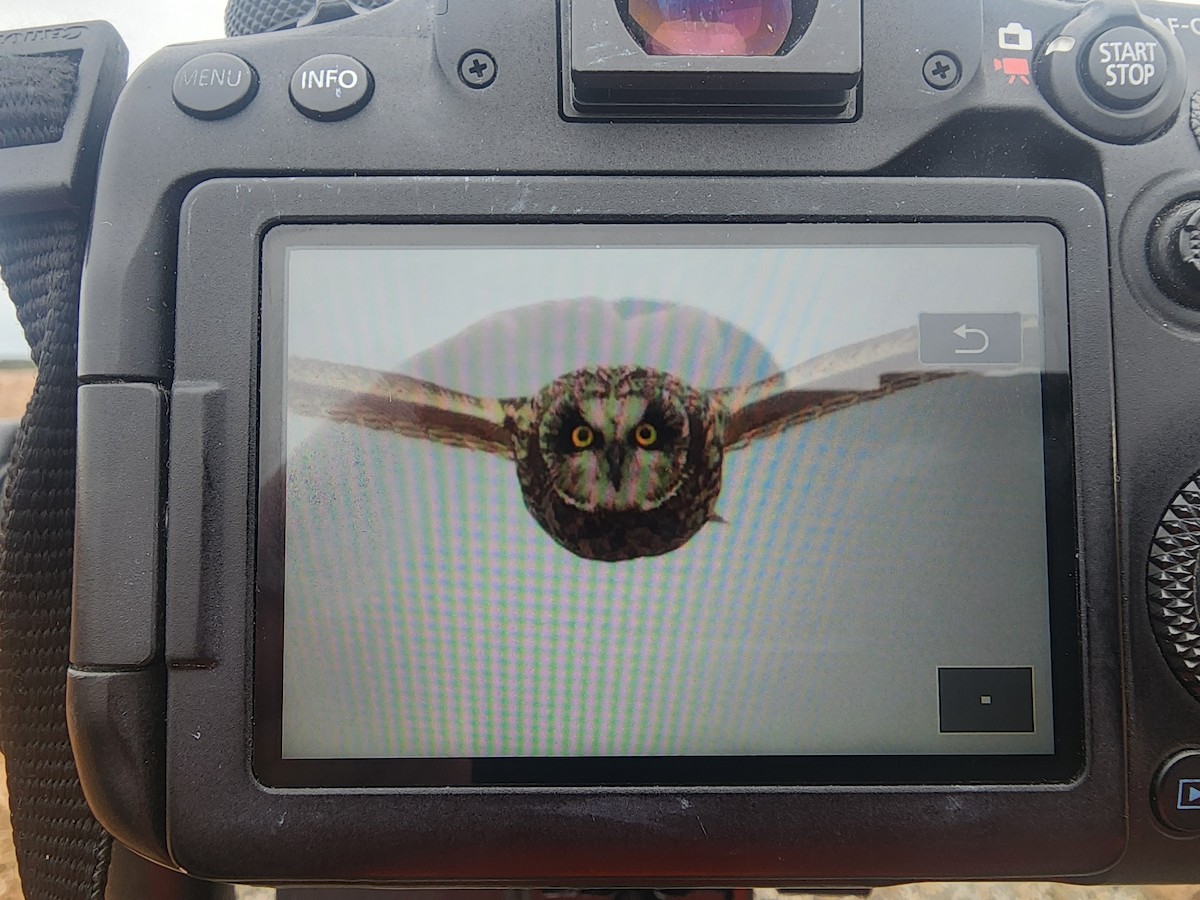 eBird Checklist - 18 Jan 2025 - Voice of America Game Land - 10 species