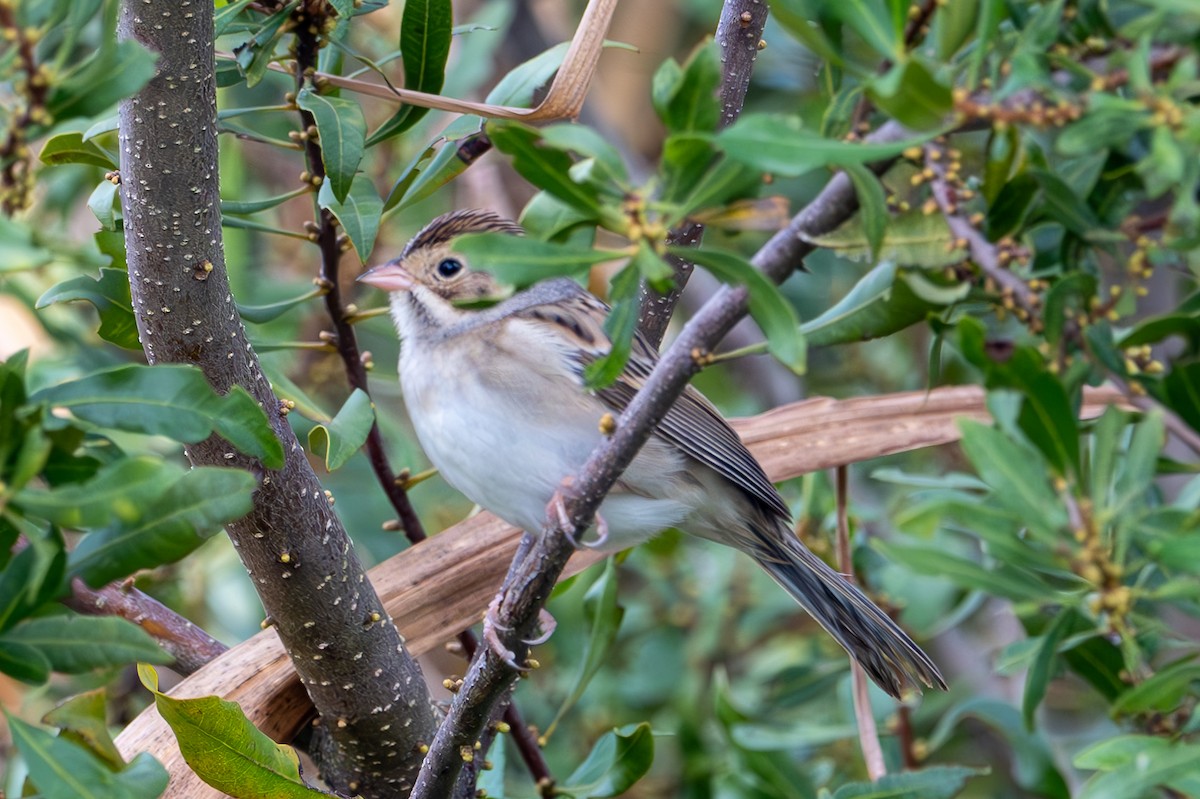 eBird Checklist - 18 Jan 2025 - Morning Star Farms Rd - 28 species