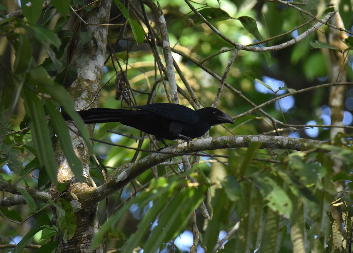 eBird Checklist - 26 Dec 2024 - Peperpot Nature Park - 17 species