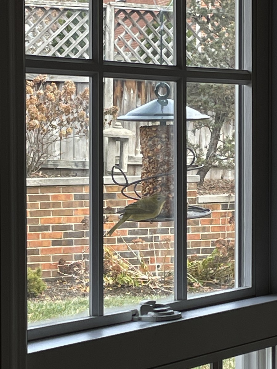 eBird Checklist - 8 Dec 2024 - 10201–10259 Clayton Rd, Ladue US-MO 38. ...