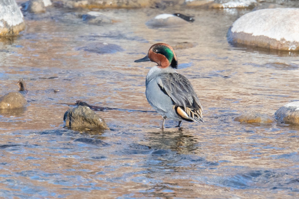 eBird Checklist - 17 Jan 2025 - Mayberry Park - 32 species (+2 other taxa)