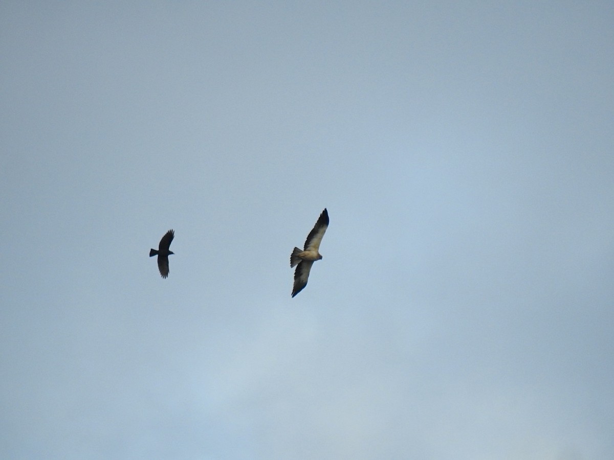 eBird Checklist - 18 Jan 2025 - A30, layby Crowlas/Marazion. - 21 species