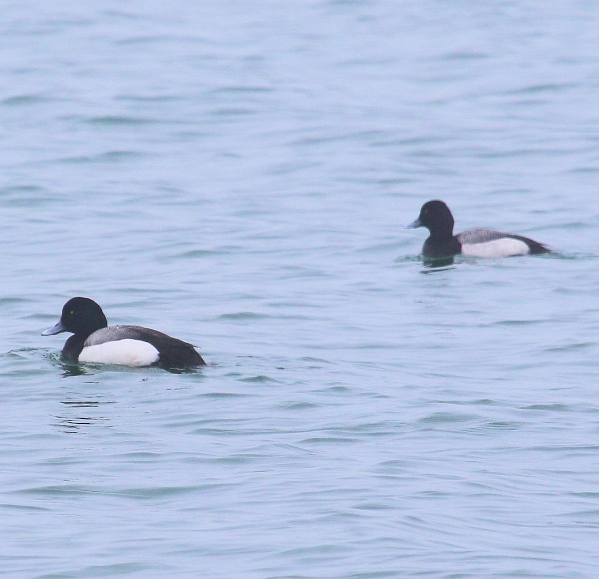 eBird Checklist - 1 May 2016 - Point Pelee NP--Tip - 28 species