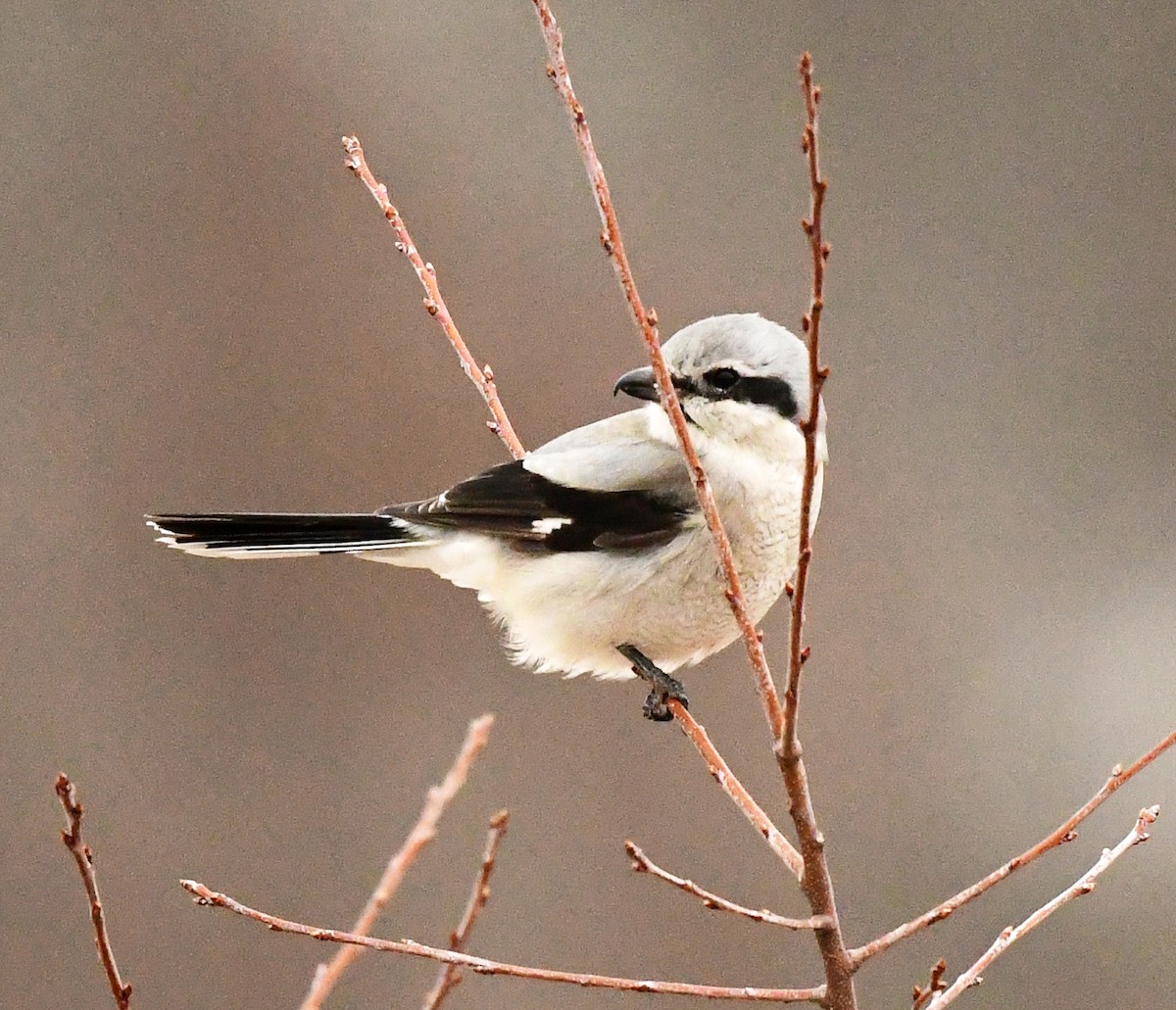 eBird Checklist - 18 Jan 2025 - Arboretum Dr. N. Side of Road across ...