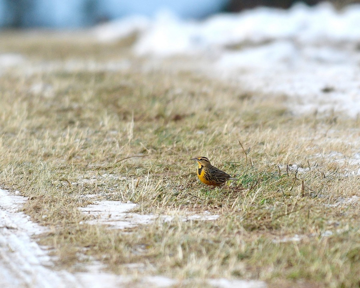 eBird Checklist - 18 Jan 2025 - Northside Road - 1 species