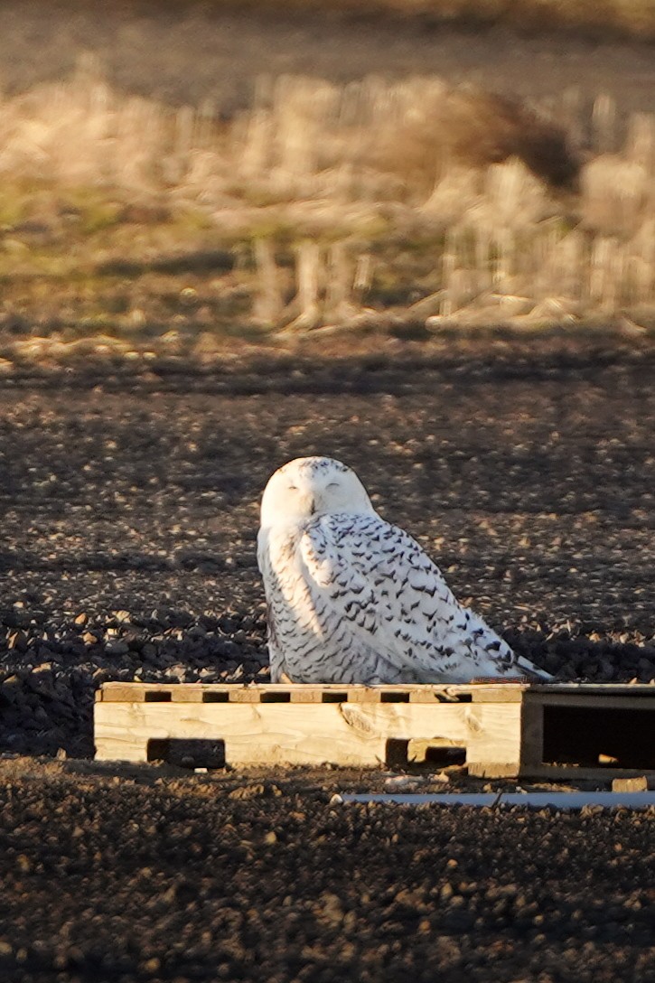 eBird Checklist - 18 Jan 2025 - S Nine Canyon Rd, Kennewick US-WA (46.0933,-119.0708) - 1 species