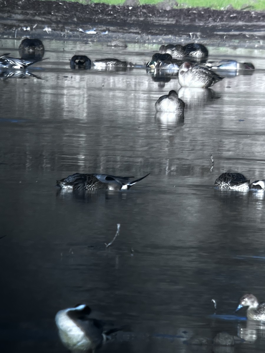 eBird Checklist - 18 Jan 2025 - Baikal Teal Field - 7 species