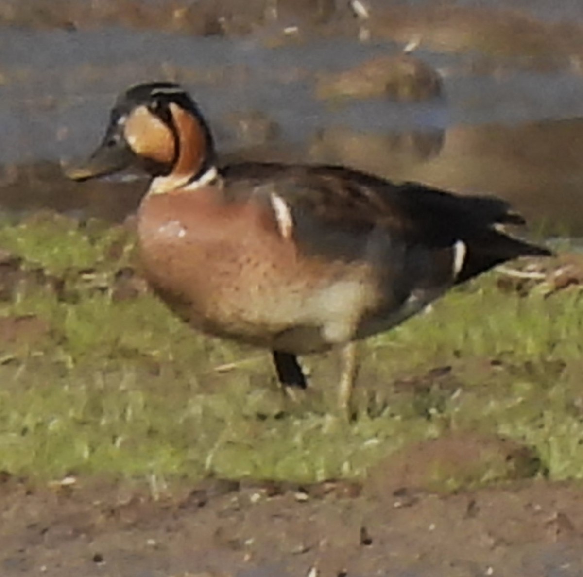 eBird Checklist - 18 Jan 2025 - stakeout Baikal Teal, Sauvie Island (2025) - 6 species