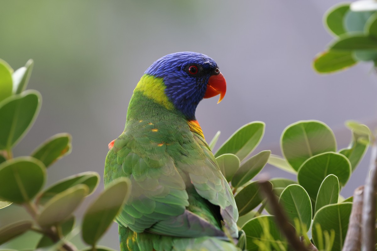 eBird Checklist - 23 Dec 2024 - Hilton Hotel, Cairns City AU-QLD -16. ...