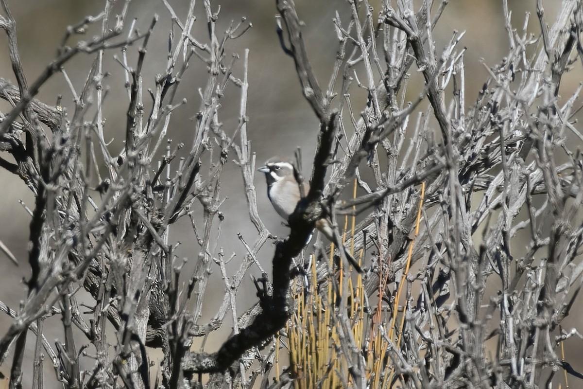 eBird Checklist - 18 Jan 2025 - Quatal Canyon (VEN Co.) - 7 species