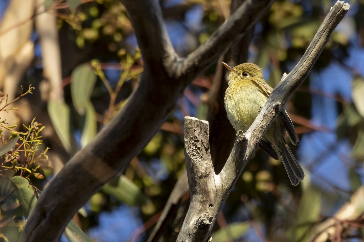 eBird Checklist - 18 Jan 2025 - Acu Canyon Park, San Juan Capistrano ...
