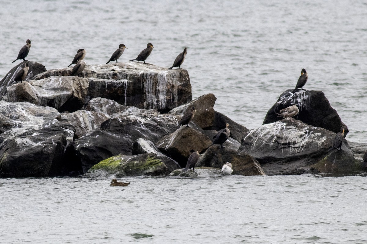 eBird Checklist - 18 Jan 2025 - Rudee Inlet - 12 species