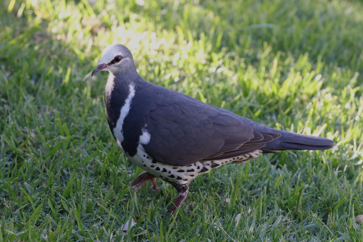 eBird Checklist - 24 Dec 2024 - O'Reilly's Rainforest Retreat - 12 species