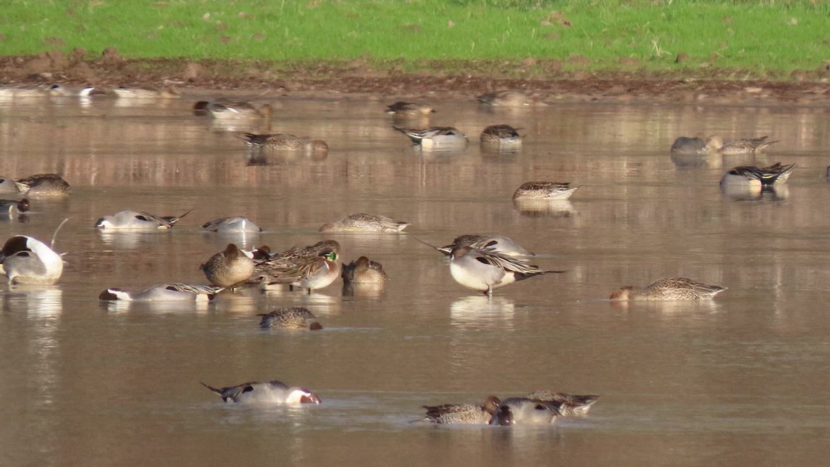 eBird Checklist - 18 Jan 2025 - Sauvie Island -- Douglas Farm Rd flooded field - 4 species