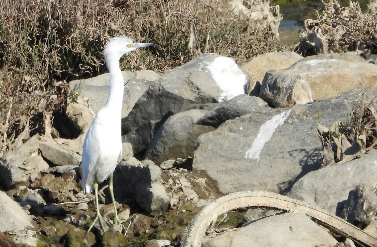 eBird Checklist - 18 Jan 2025 - Santa Ana River--Hamilton Ave. to Adams ...