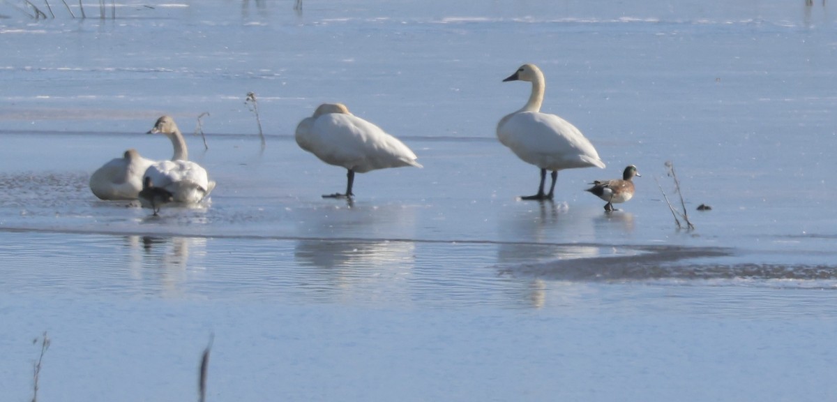 eBird Checklist - 18 Jan 2025 - Butte Valley Wildlife Area--Meiss Lake ...