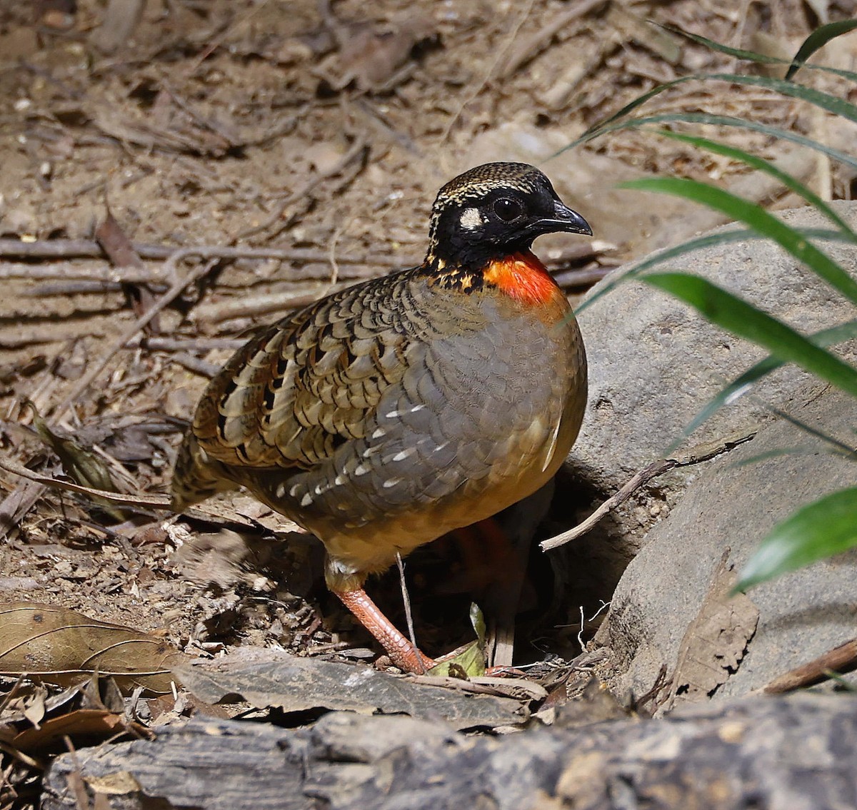 eBird Checklist - 29 Dec 2024 - 尖峰岭国家级自然保护区 (Jianfengling NNR) - 11 species