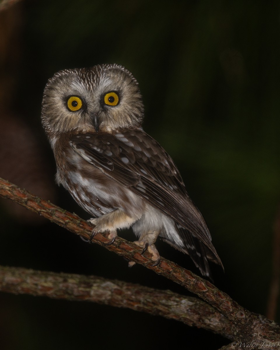 eBird Checklist - 18 Jan 2025 - Bodie Island Lighthouse & Pond - 1 species