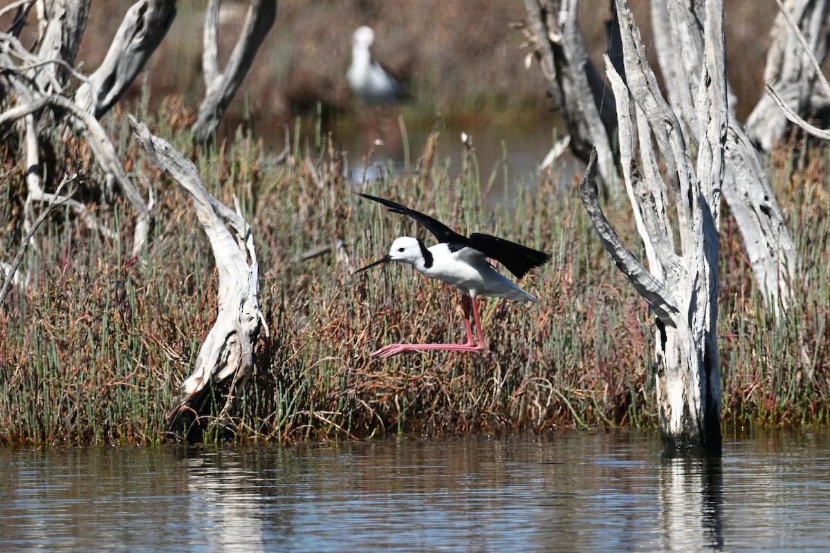 eBird Checklist - 19 Jan 2025 - Len Howard Conservation Park (Erskine ...
