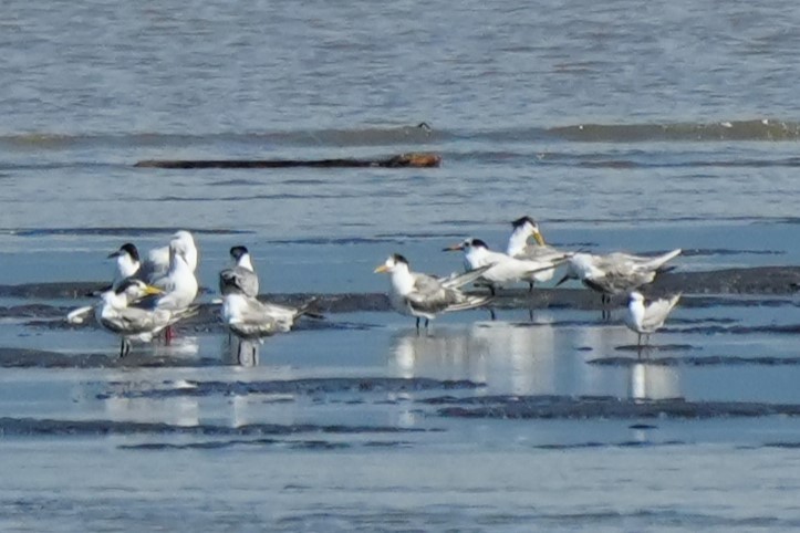 eBird Checklist - 19 Jan 2025 - Bgy. Castillo, Cabusao--Libmanan River ...
