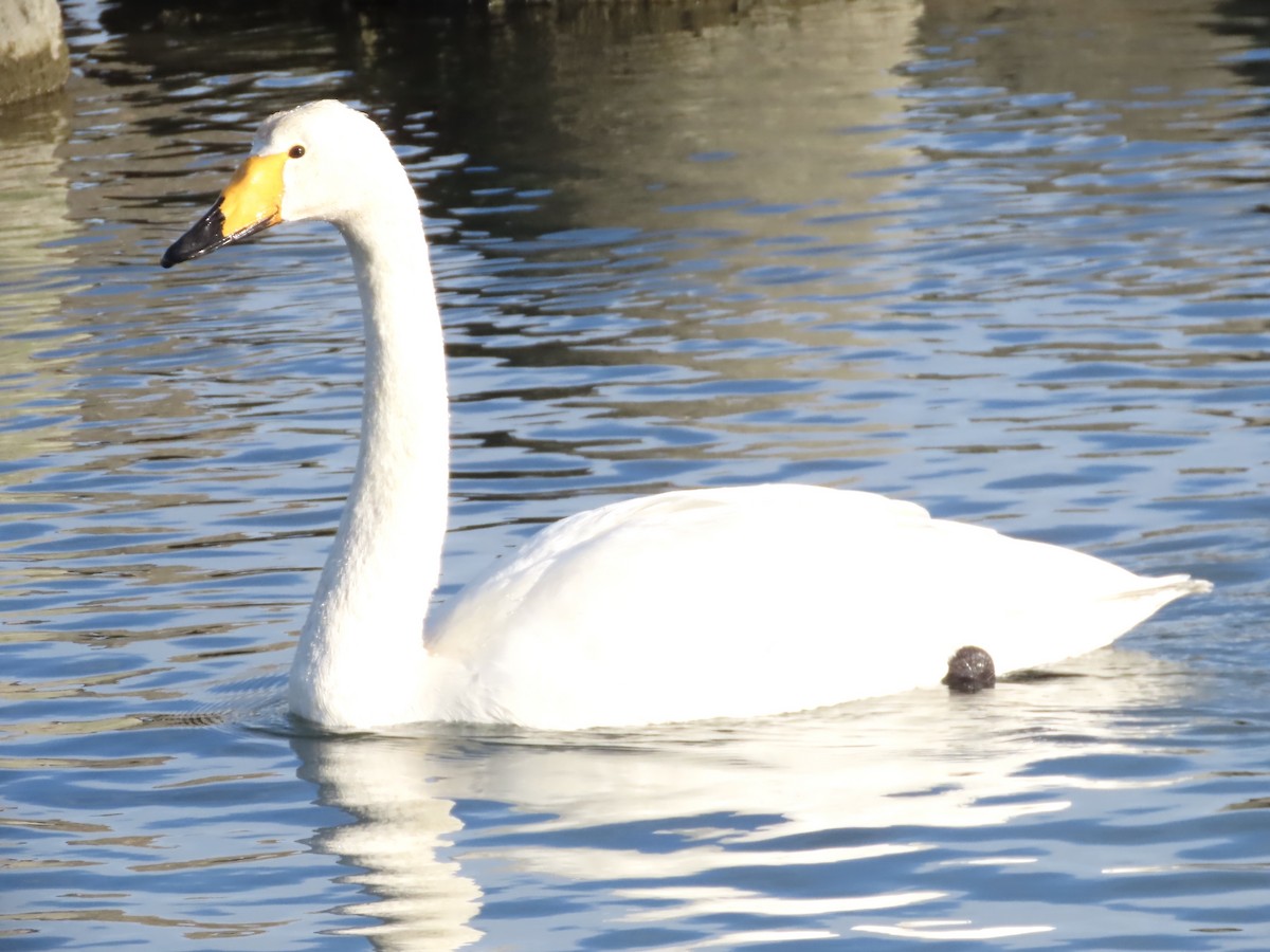 eBird Checklist - 19 Jan 2025 - 厚岸市--厚岸湾--厚岸大橋の近く (Akkeshi--Akkeshi Bay ...