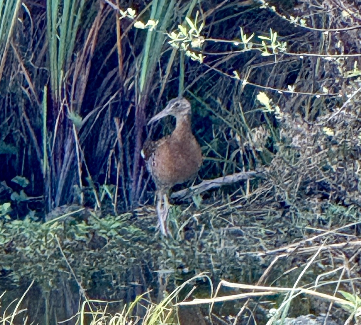 eBird Checklist - 19 Jan 2025 - Big Cypress National Preserve--Turner ...