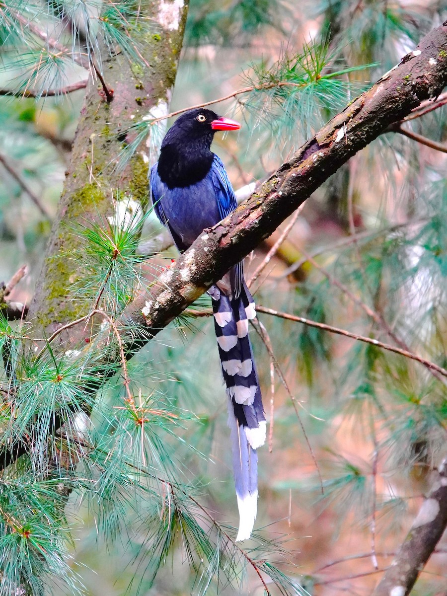 ML629333498 - Taiwan Blue-Magpie - Macaulay Library