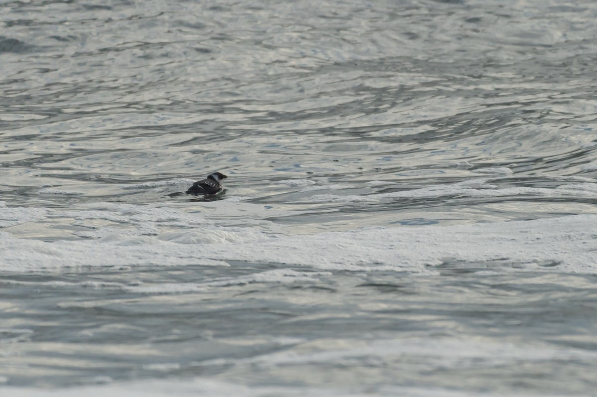eBird Checklist - 19 Jan 2025 - Bradley Cove Beach & Jetty - 9 species