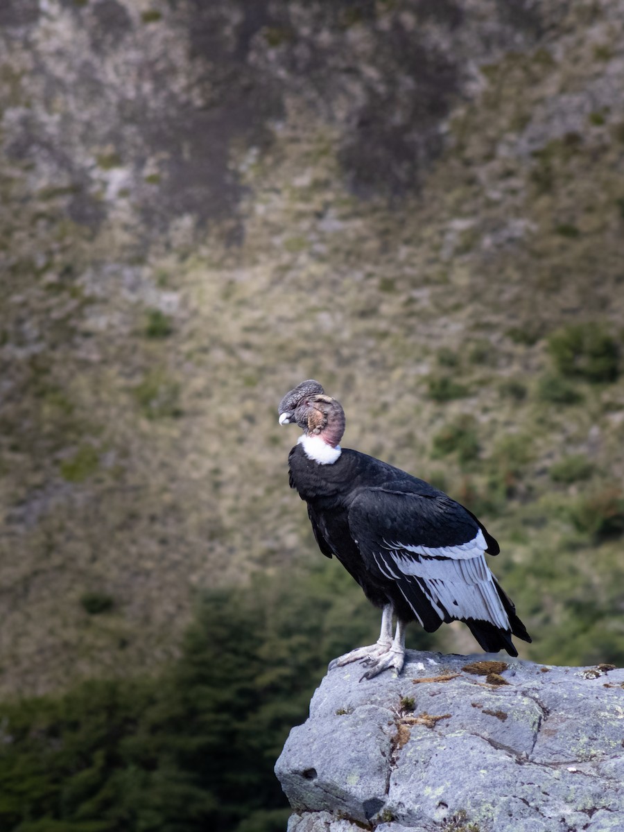 ML629340471 - Andean Condor - Macaulay Library