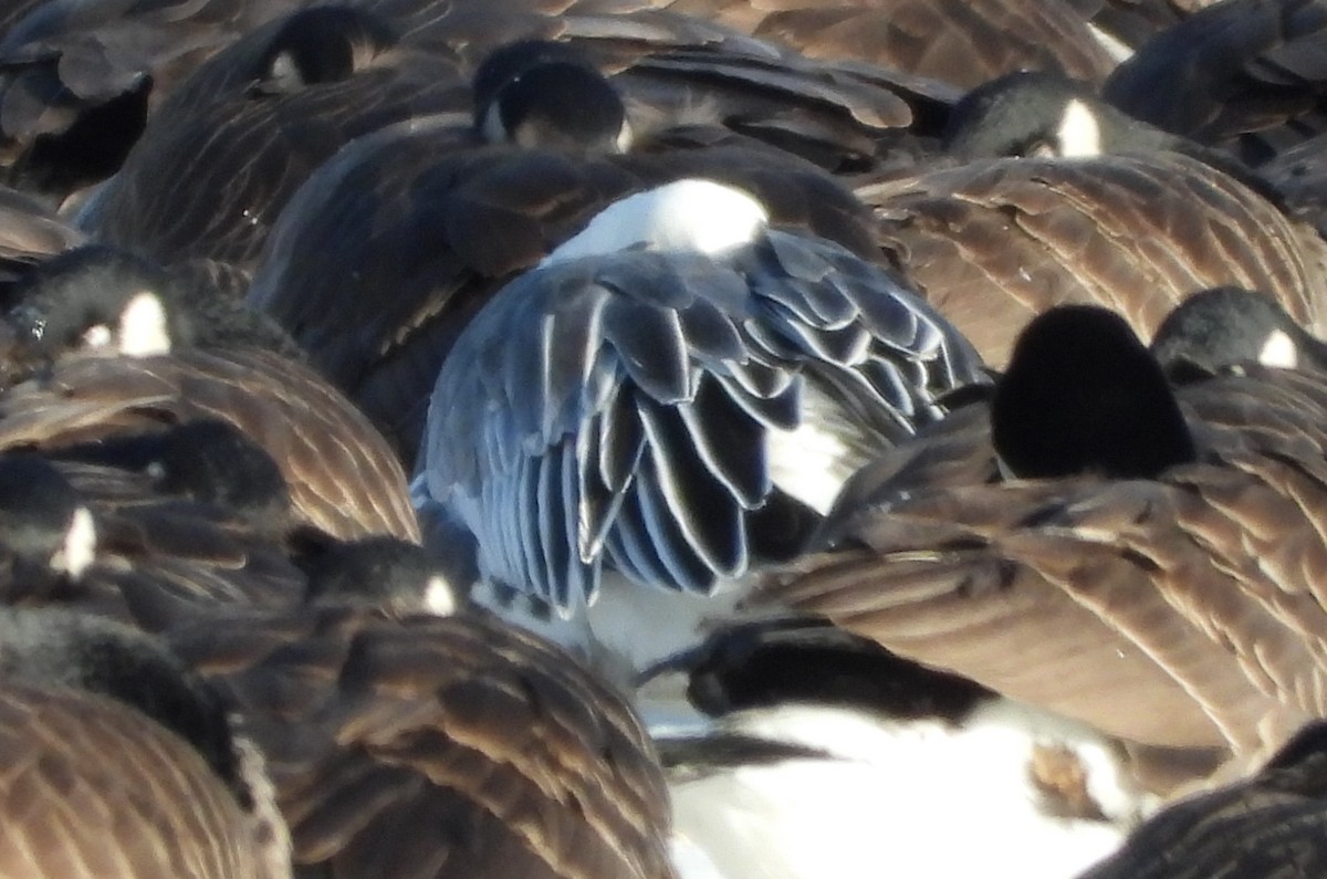 eBird Checklist - 19 Jan 2025 - Saw Wee Kee Park - 21 species