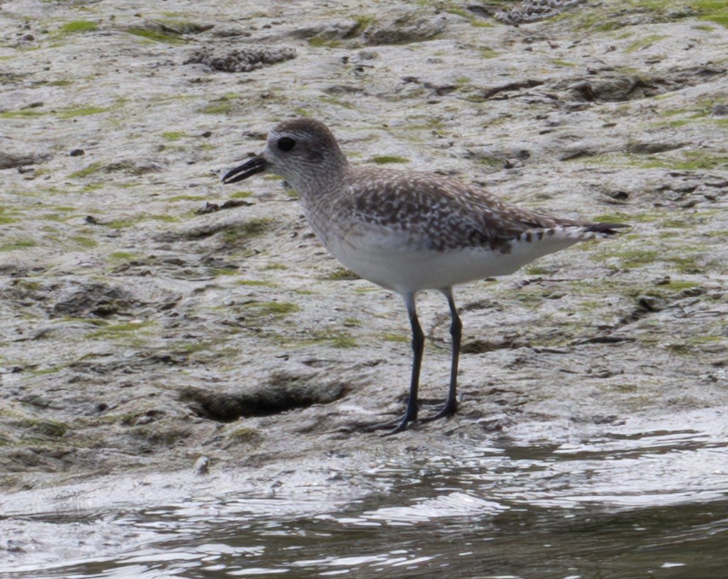 eBird Checklist - 19 Jan 2025 - Pelican Bay Bird Flock - 13 species