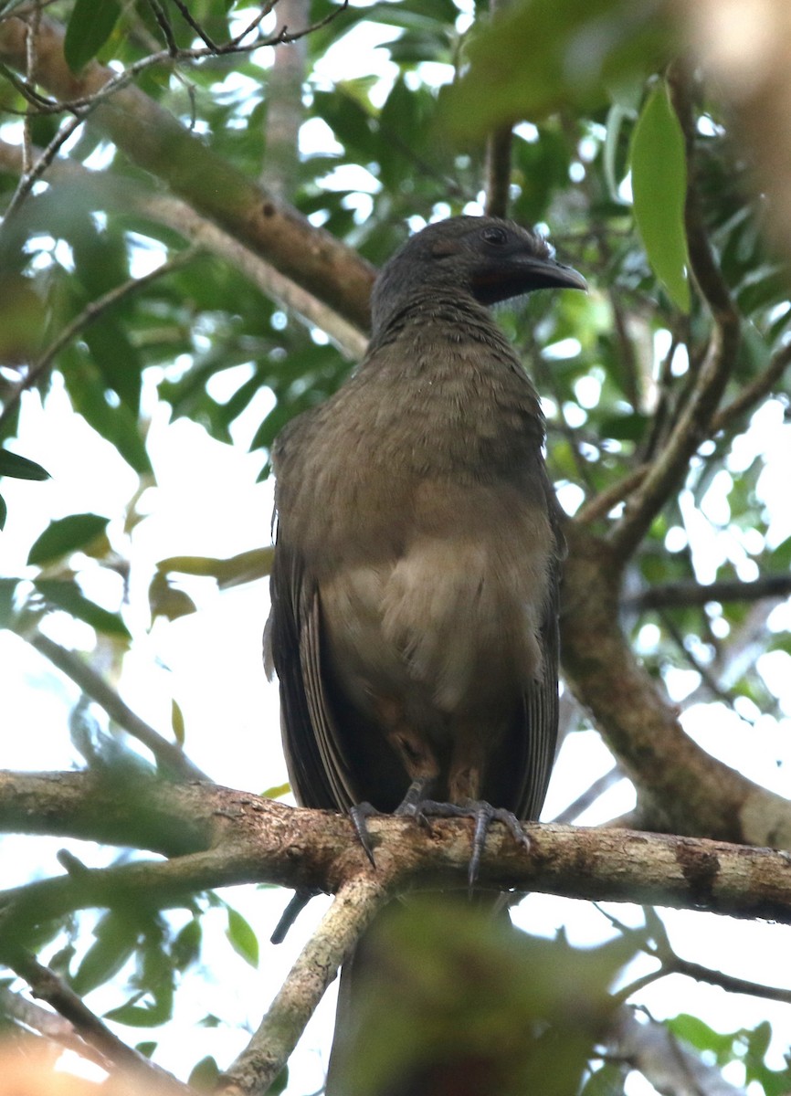 eBird Checklist - 16 Jan 2025 - Carretera Central Vallarta - Leona ...