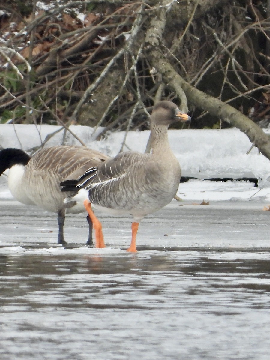 eBird Checklist - 19 Jan 2025 - N. River Rd., Ft. Miller - 1 species
