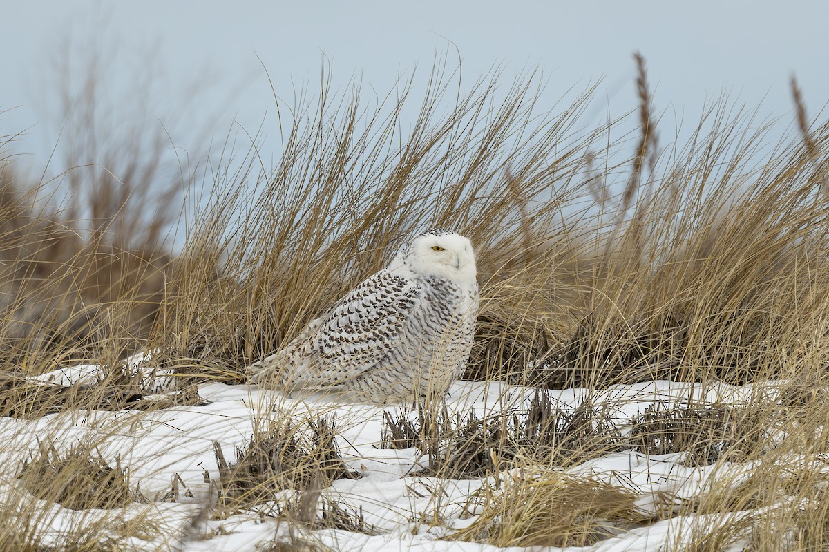eBird Checklist - 19 Jan 2025 - Presque Isle SP--Gull Pt. - 6 species (+2 other taxa)