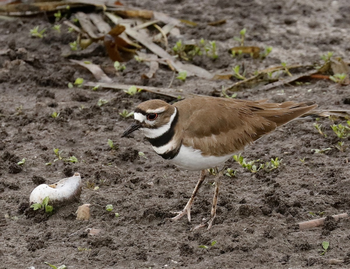 eBird Checklist - 19 Jan 2025 - Loxahatchee NWR - 33 species