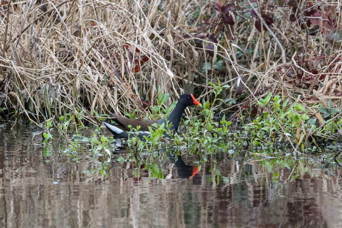 eBird Checklist - 3 Feb 2024 - Joyce WMA - 7 species