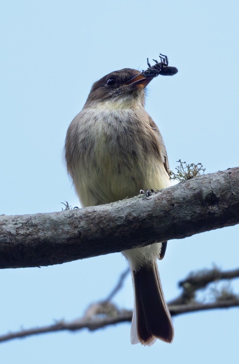 eBird Checklist - 18 Jan 2025 - Peveto Woods--Baton Rouge Audubon ...