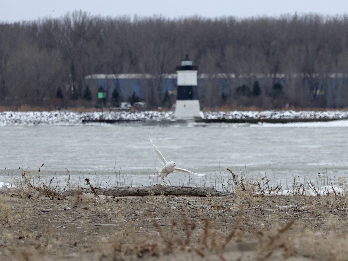Pennsylvania Bird Atlas Checklist - 19 Jan 2025 - Presque Isle SP--Gull Pt. - 26 species (+1 ...