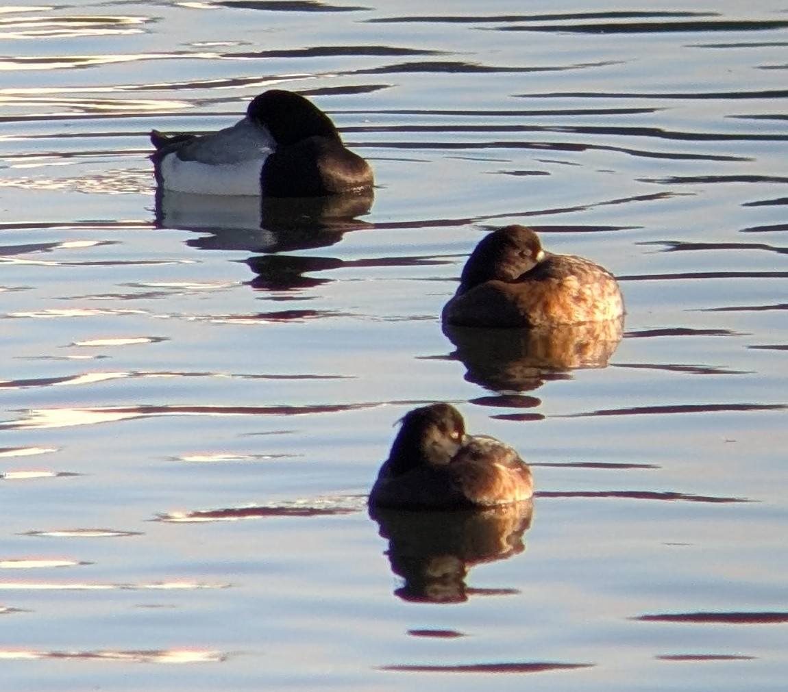 eBird Checklist - 19 Jan 2025 - Lake Merritt - 37 species (+2 other taxa)