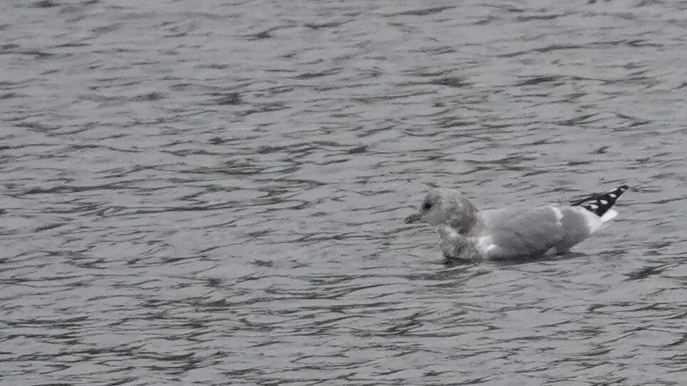 eBird Checklist - 19 Jan 2025 - Central Park--Jacqueline Kennedy ...